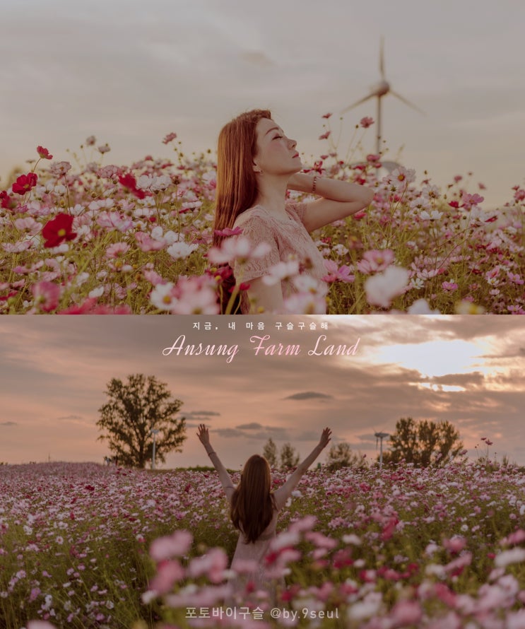 경기도 여행지 안성팜랜드 코스목동 가을축제에서 코스모스와 핑크뮬리 인물사진 감성적이게 촬영하기 : 네이버 블로그