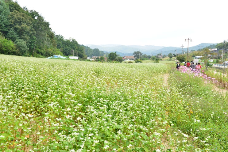 강원도 평창 가볼만한곳 이효석문학관 외 당일치기 평창여행코스 네이버 블로그