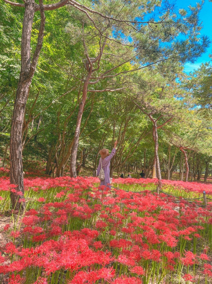 불갑사 상사화축제 영광 가볼만한곳으로 추천 (220922) : 네이버 블로그