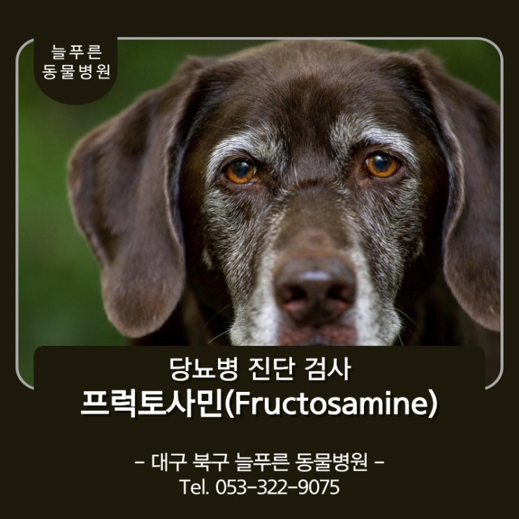 [내분비과] 우리 강아지, 고양이가 혹시 당뇨병일까? 프럭토사민(fructosamine) 검사 : 네이버 블로그