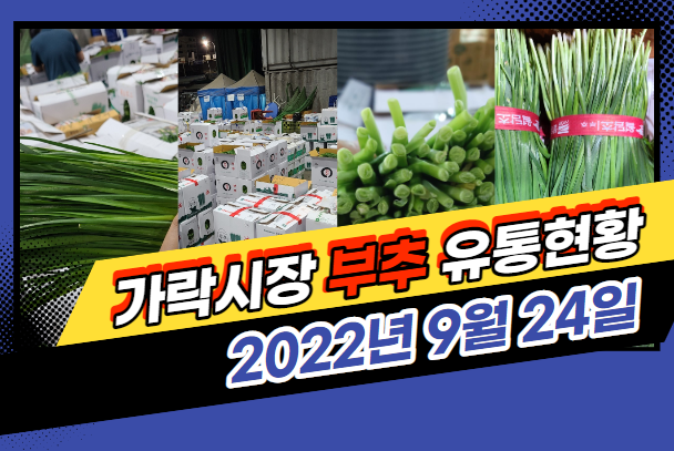 경매사 일일보고 9월 24일자 가락시장 부추 경매동향을 살펴보겠습니다 네이버 블로그