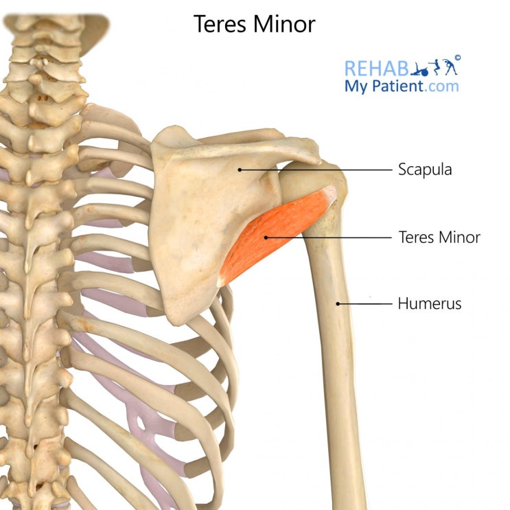 강동역PT 소원근 (Teres Minor) 작은원근 - 여의도피티 회전근개파열 회전근개 회전근개운동 어깨탈골 어깨통증 : 네이버 블로그