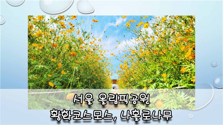 서울 올림픽공원 데이트코스 들꽃마루 황화 코스모스와 나홀로나무 핑크뮬리 네이버 블로그