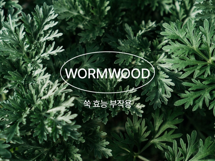 쑥 효능 부작용 쑥뜸효능 네이버 블로그