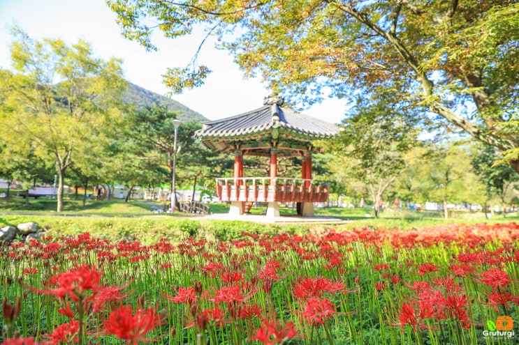 가을 여행지 영광 불갑사 꽃무릇 불갑산 상사화 축제 전라도 여행지 추천 네이버 블로그