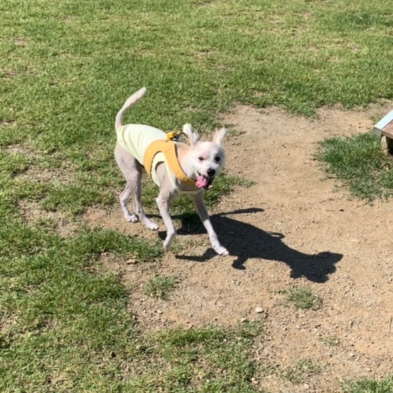 주간일기 15주차 : 네이버 블로그