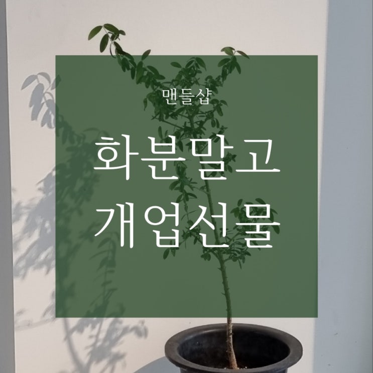 개업선물 뭐가 좋을까요 대구남자왁싱 맨들샵에서 추천하는 개업선물 7가지 네이버 블로그