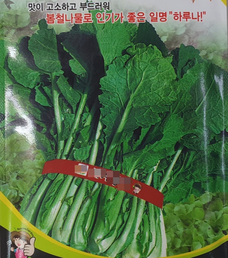 주말농장 텃밭작물 월동 춘채(하루나, 시나난파) 심는시기 씨앗 파종 심기 수확 재배 키우기 방법 : 네이버 블로그