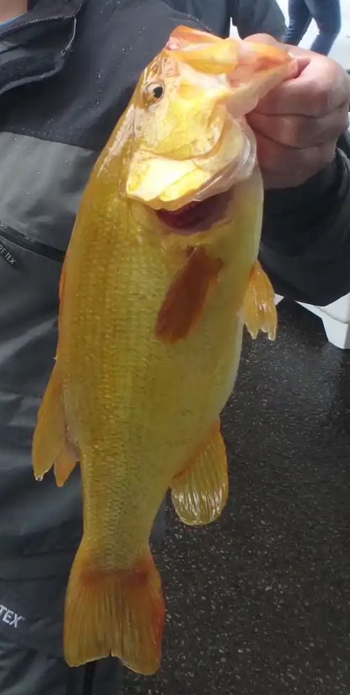 황금 배스 (Golden Largemouth Bass) : 네이버 블로그