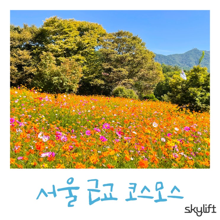 서울 근교 황화코스모스 명소 볼거리가 많은 곳 네이버 블로그