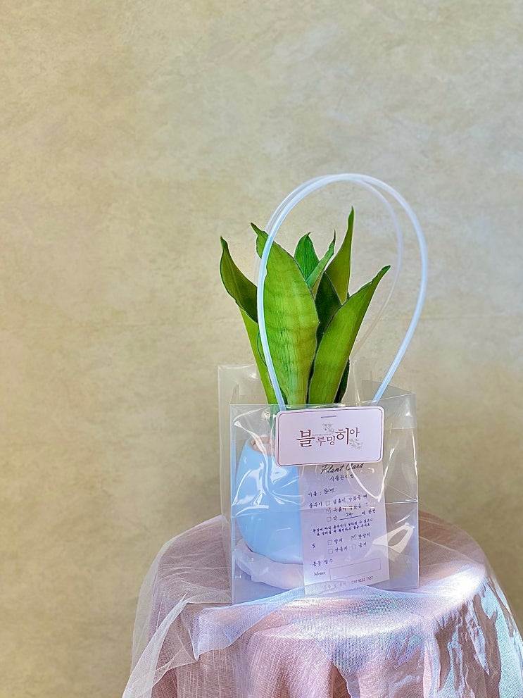 부평꽃집 블루밍히아 부모님선물추천 ! 부평화분 많은 곳 (문샤인 키우기) : 네이버 블로그