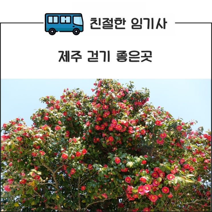 제주 걷기 좋은 곳 아이와 함께 자연 탐구 할 수 있는 동백동산 : 네이버 블로그