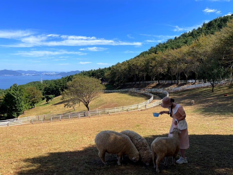 남해여행 필수 코스! 남해에 오면 꼭 가봐야 할 상상양떼목장 편백숲!! : 네이버 블로그
