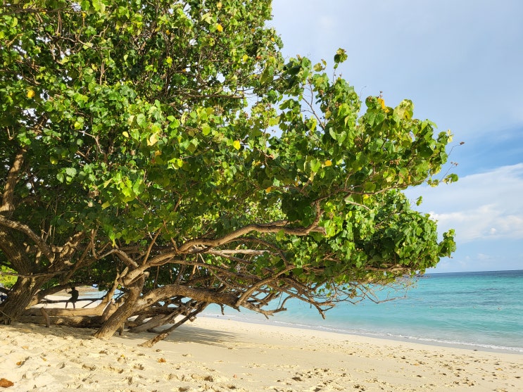 8/15] 여기가 파라다이스? 피피섬 입도 : 네이버 블로그