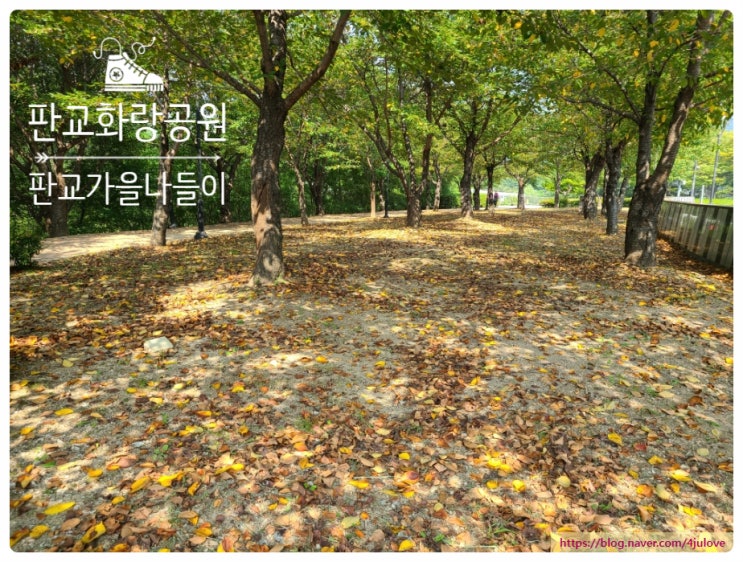 판교 가을 여행으로 운중천 And 화랑공원 판교 한 바퀴 칠엽수 꽃 And 자연 탐방서양등골나무 구기자꽃 고욤 산초나무