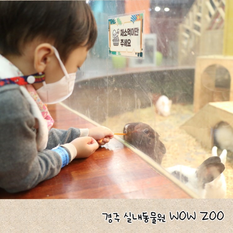 경주 먹이체험 가능한 와우주 실내동물원 : 네이버 블로그