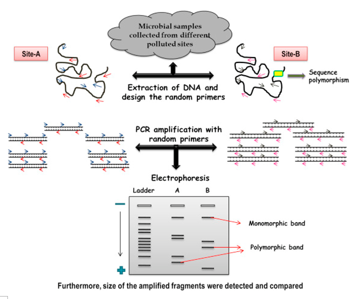 [분자생물학] RAPD(Random Amplified Polymorphic DNA) PCR 쉽게 이해하기! : 네이버 블로그