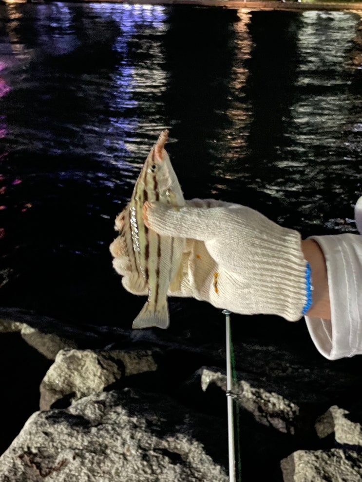 강릉 낚시포인트 남항진해변 초보자인 나도 입질 느낄 수 있는 곳 네이버 블로그