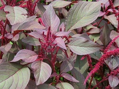 9월 28일 탄생화 : 네이버 블로그