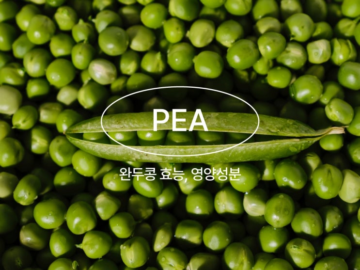 완두콩 효능 영양성분 식물 단백질 함량 및 칼로리 부작용 네이버 블로그