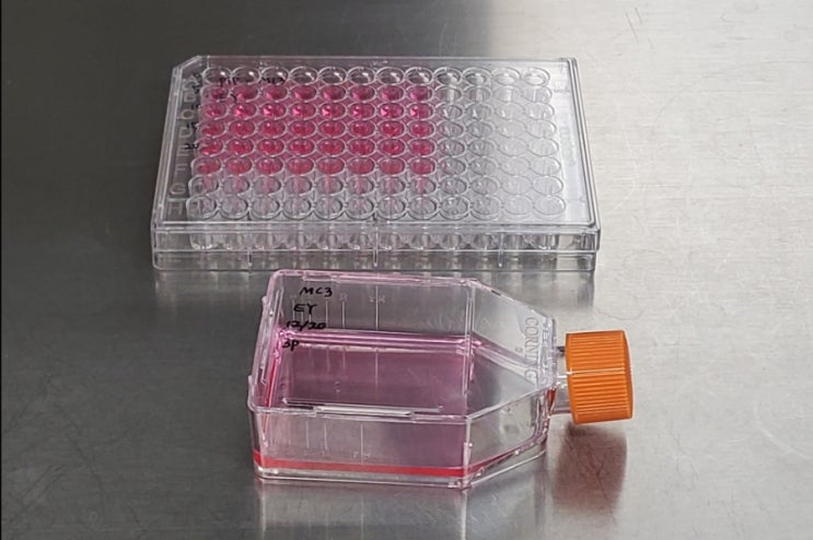 [세포 실험] 세포 시딩(cell seeding) 하는 방법 : 네이버 블로그