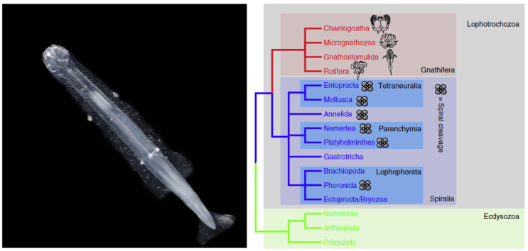 생물의 역사 (37) - 나선동물Spiralia/촉수담륜동물Lophotrochozoa : 네이버 블로그