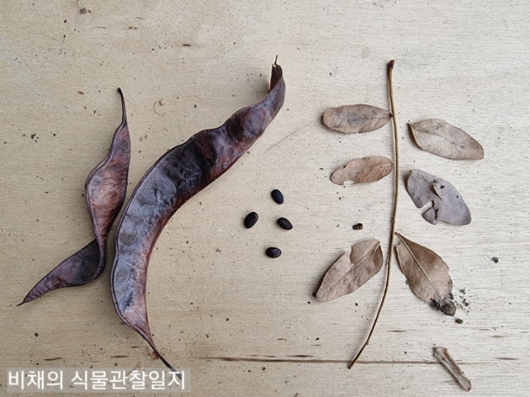 주엽나무 열매 : 네이버 블로그