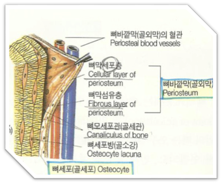 뼈(Bone)의 구성 및 성장 : 네이버 블로그