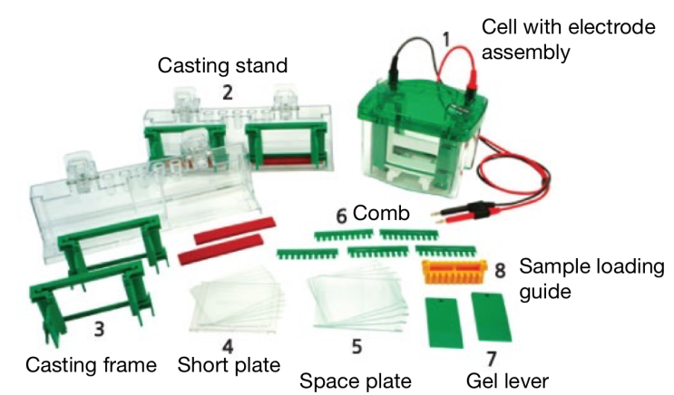 [실험] Western blot (SDS PAGE~transfer) : 네이버 블로그