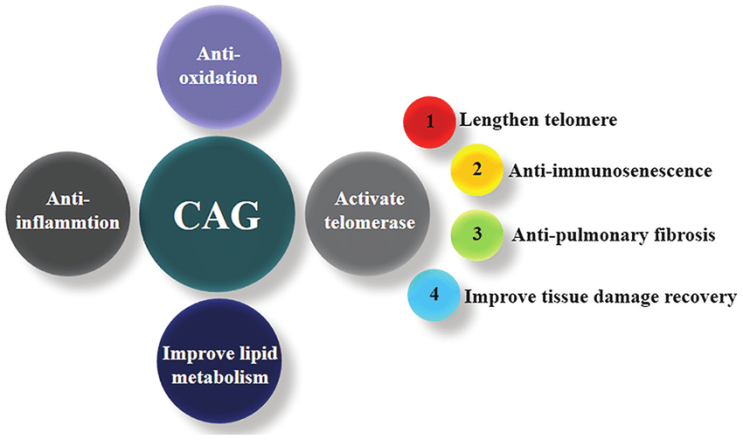 건강 의학 이야기 / 항노화 물질 "사이클로아스트라제놀(CAG)" : 네이버 블로그