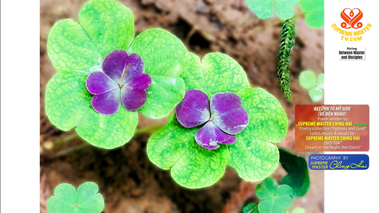 🌈8/9 일년 왕 One-Year King (2021.12.12)🔔🔔(Tim Qo Tu의 세계,오불과 물질계의 창조자,물질계 ...