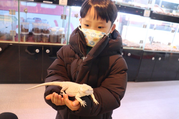 울산파충류샵 와우펫앤쥬 사슴벌레 키우기 자연학습 중 네이버 블로그