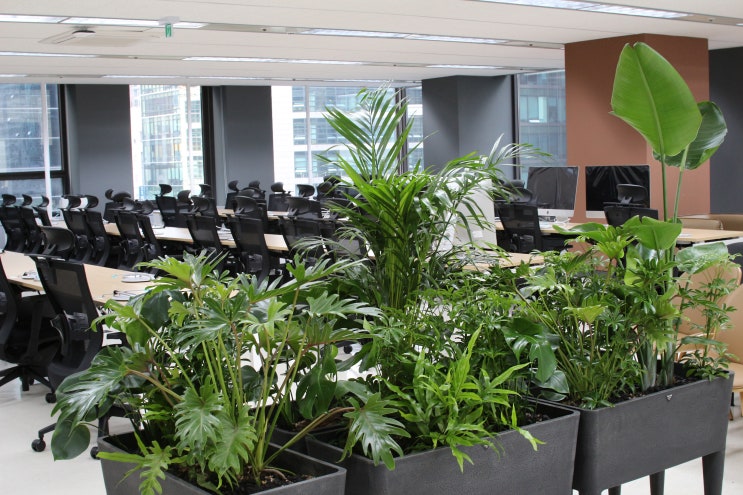 사무실 화분 실내 식물 플랜테리어 : 네이버 블로그
