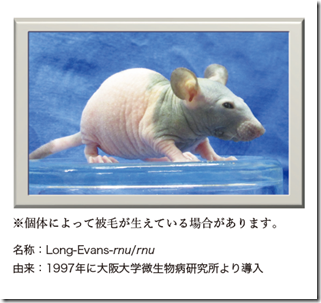 Long-Evans-rnu/rnu (면역부전 Rat) 공급 가능 (일본 SLC/중앙실험동물(주)) : 네이버 블로그