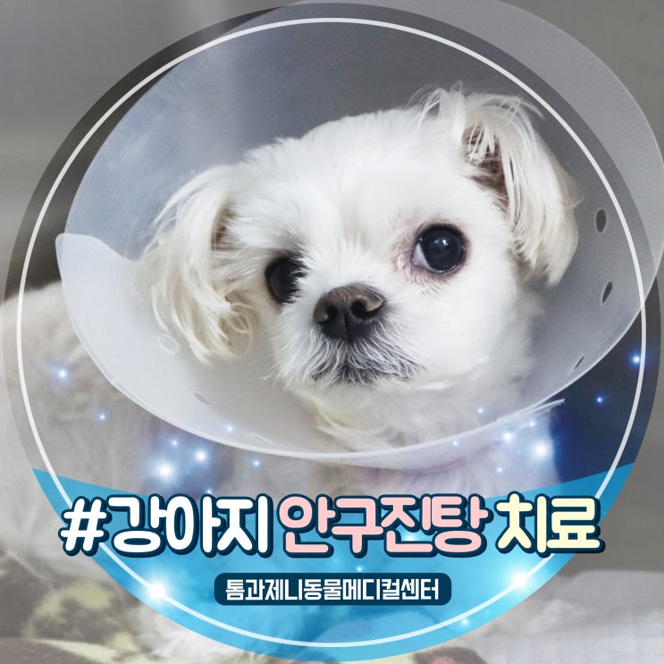 강아지 안구진탕 중이염 내이염 눈떨림 증상 치료 후 사라졌어요 네이버 블로그