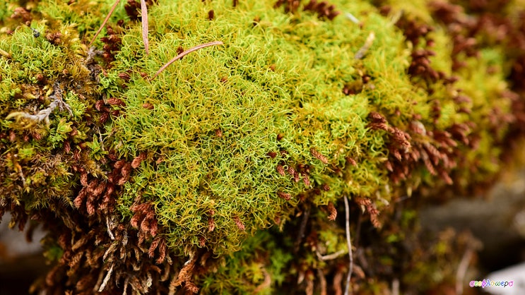 Tortella fragilis : 네이버 블로그