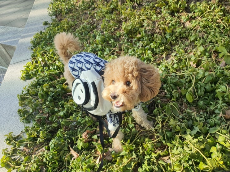 멋짐 뿜뿜 고급스러운 핸드메이드 강아지옷 : 젠틀도그 GENTLE DOG : 네이버 블로그