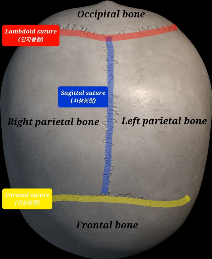 기초 해부학basic Anatomy 돌기 결절 능선 가시 거친면 융기 관절융기 위관절융기 오목 패임