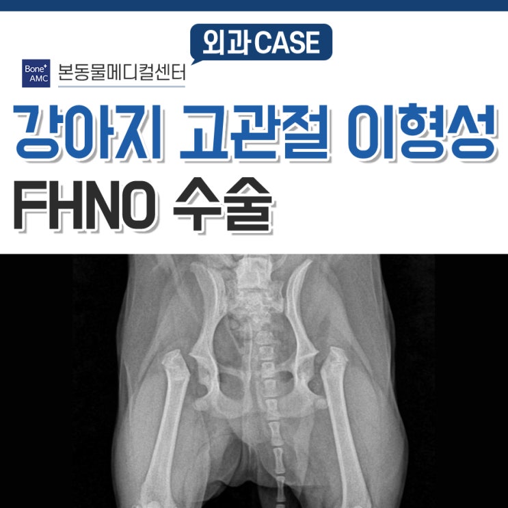 오른쪽 뒷다리를 불편해해요. 강아지 고관절 이형성, 대퇴골두 절제술(FHNO) : 네이버 블로그