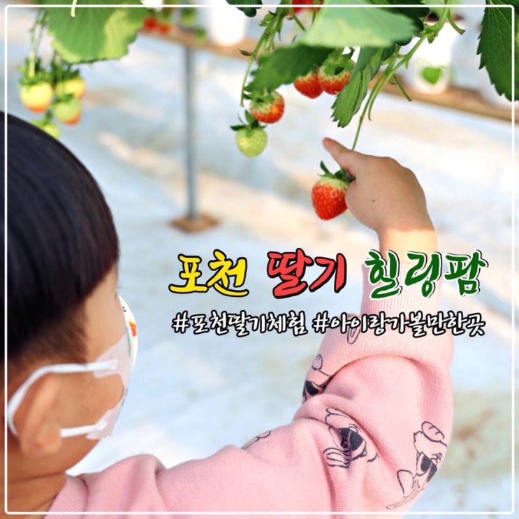 포천 딸기체험 포천 딸기 힐링팜 예약 방법과 옵션 정보 네이버 블로그