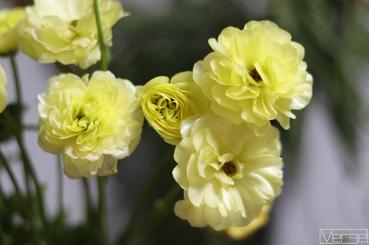 [절화/cut flower] 버터플라이 라넌큘러스 Japanese buttercup : 네이버 블로그