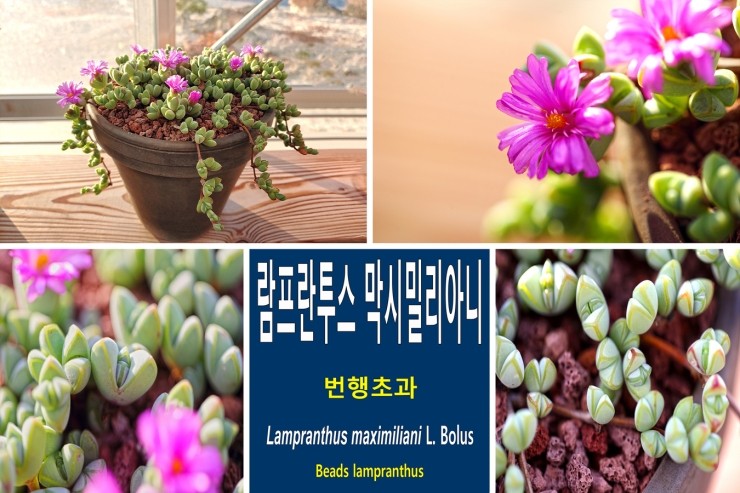람프란투스 막시밀리아니[Lampranthus maximiliani]꽃에 관하여...번행초과(Aizoaceae) 다육식물 유통명 ...