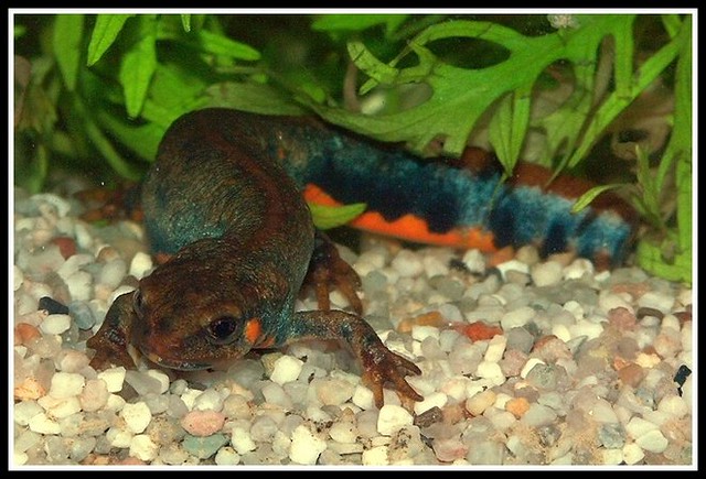 블루테일뉴트(cynops cyanurus) : 네이버 블로그