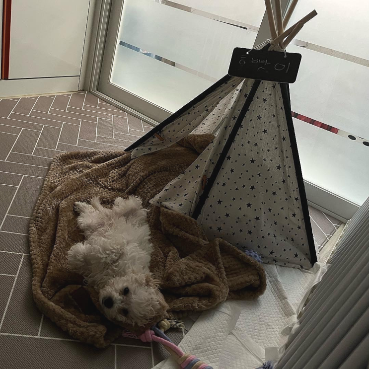 미니비숑분양후기 의정부러브미펫분양후기 러브미펫의정부점 : 네이버 블로그