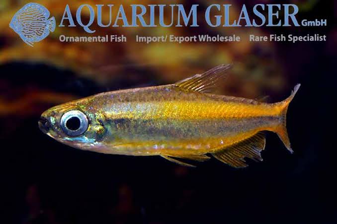콩고강의 푸른황금, 골든콩고테트라에 대하여 : 네이버 블로그