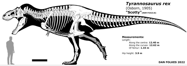 티렉스 [스코티] 골격도 by Dan Folkes : 네이버 블로그
