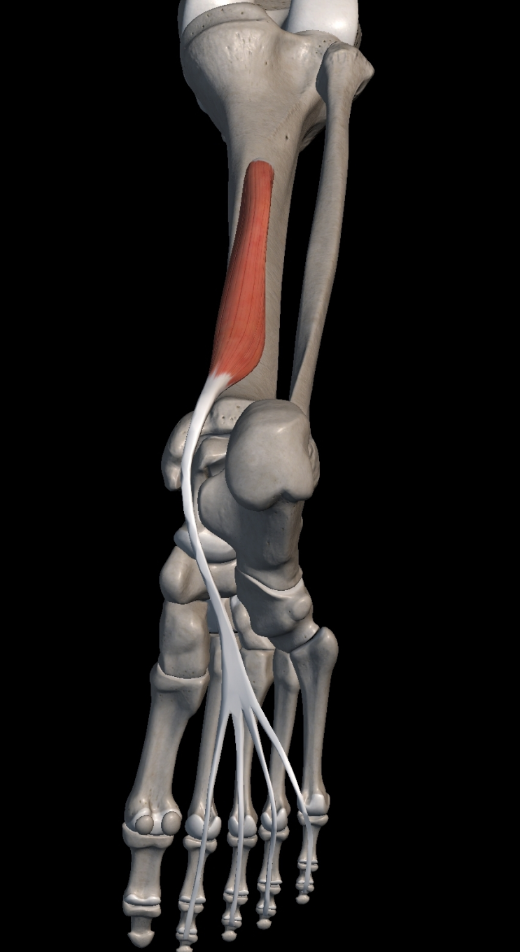Flexor Digitorum Longus(FDL) : 장지굴근 / 긴발가락굽힘근 : 네이버 블로그