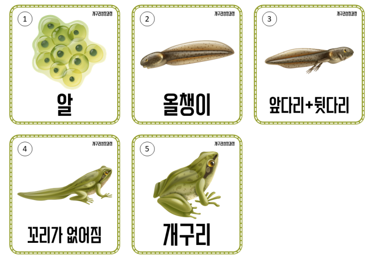개구리성장과정 네이버 블로그
