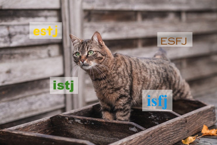 캐릭터 창작을 위한 MBTI) SJ 기질의 특징을 모아 보자(ISTJ, ISFJ, ESTJ, ESFJ) : 네이버 블로그