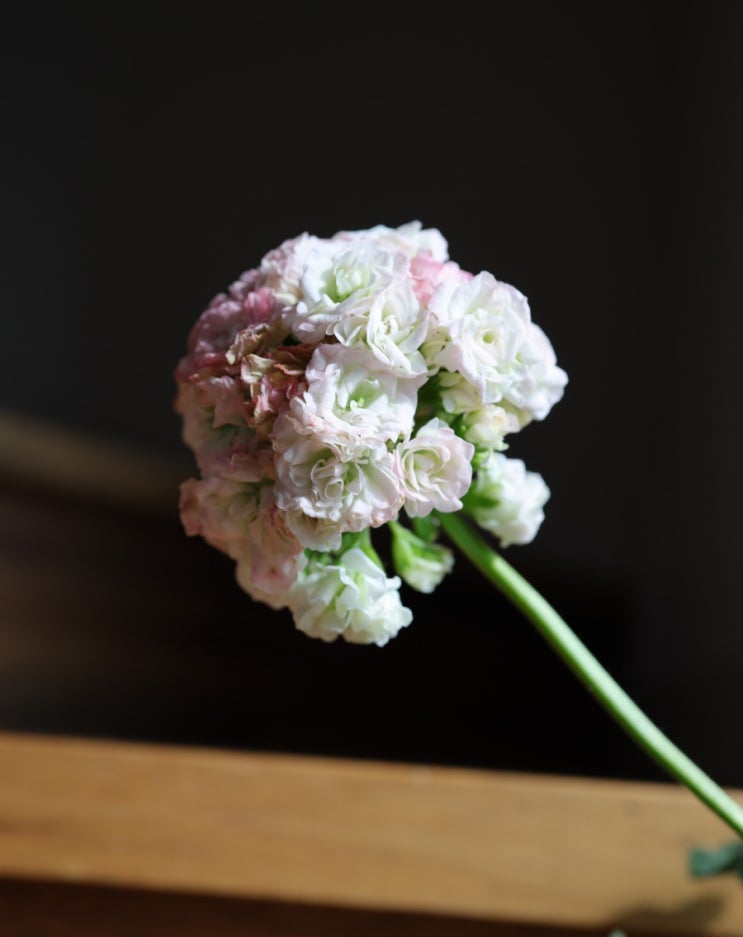 Lisa Manon 리사 마농 : 네이버 블로그